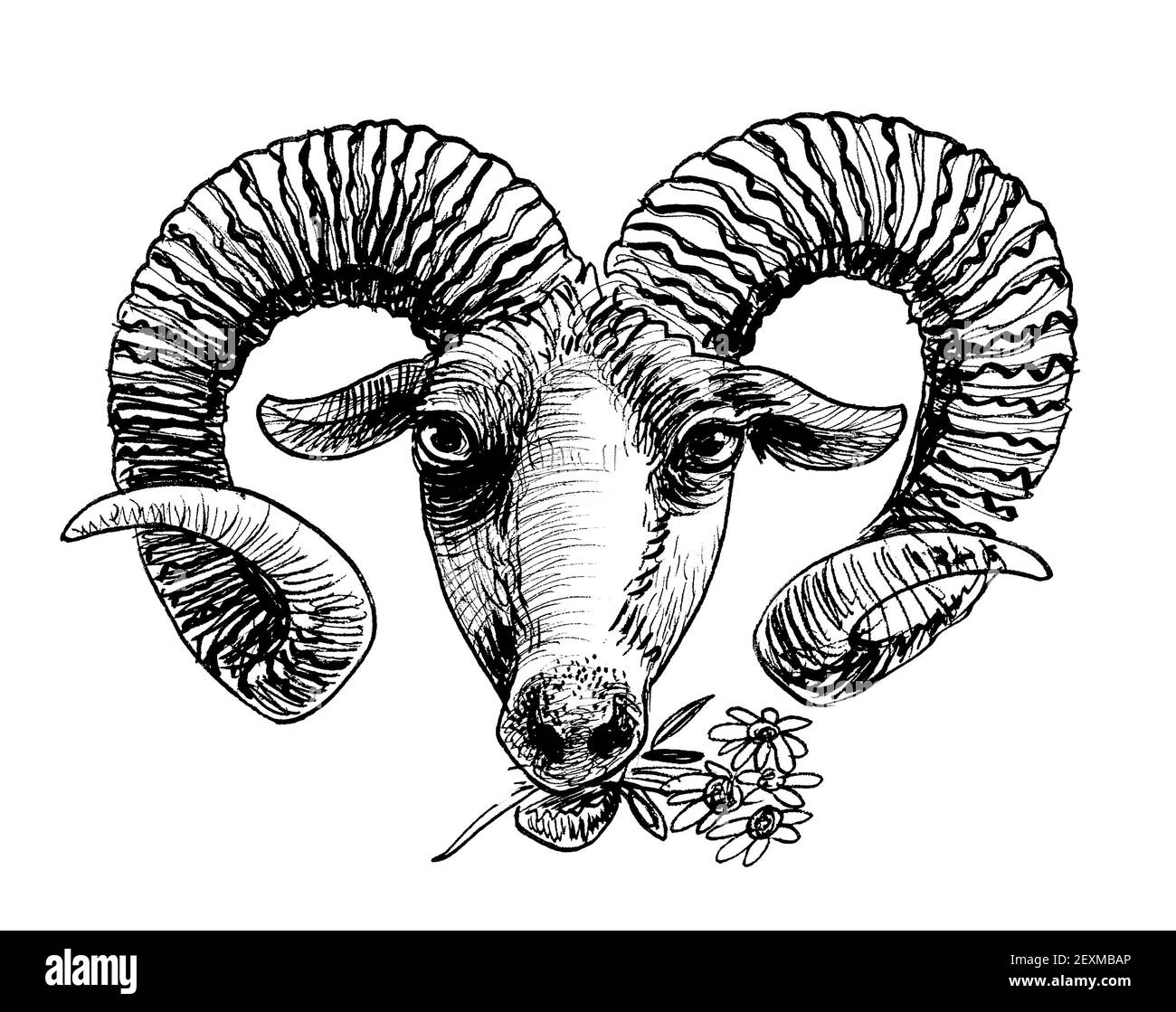 Ram's head with big horns eating flowers. Ink black and white drawing ...