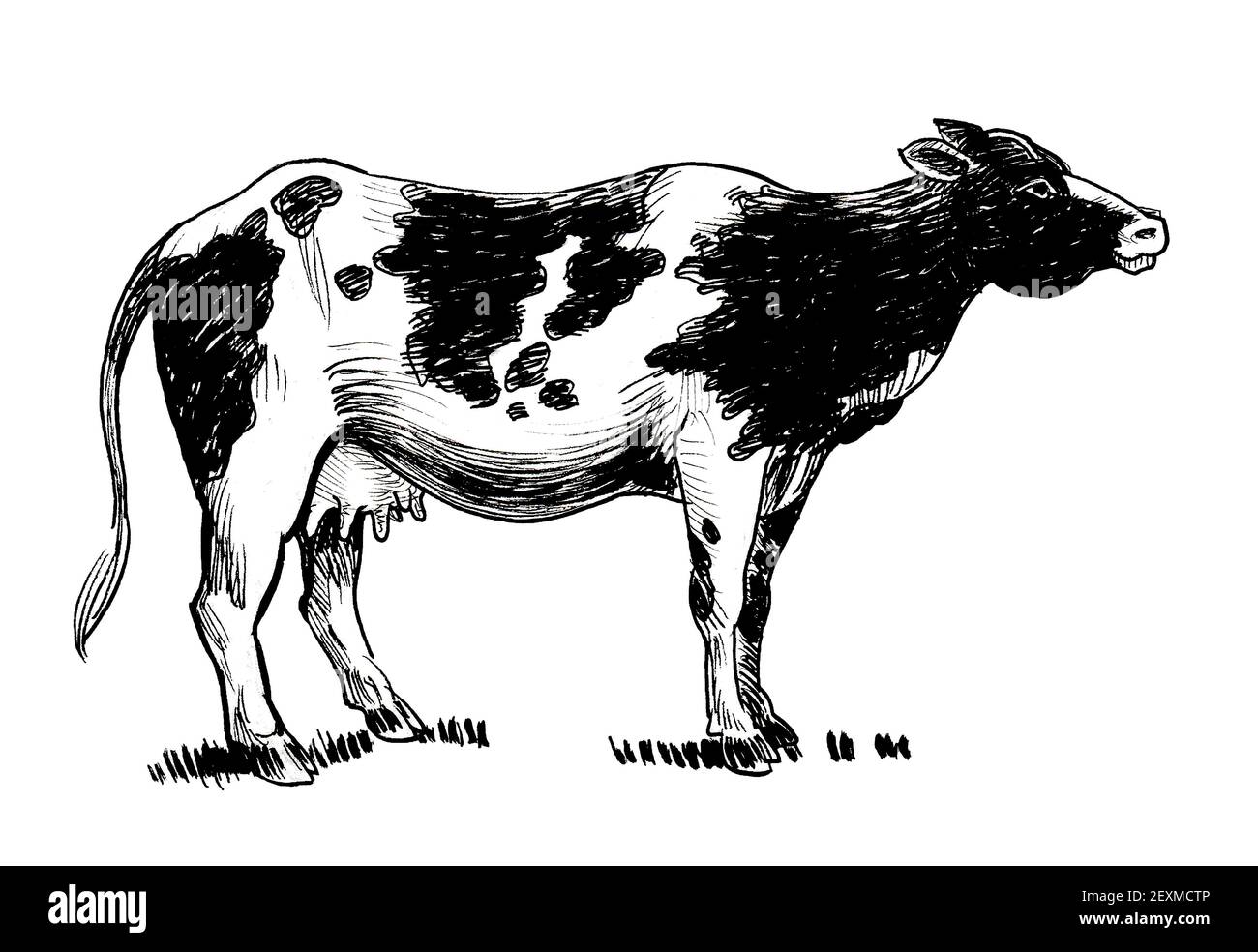 Grazing cow. Ink black and white drawing Stock Photo - Alamy
