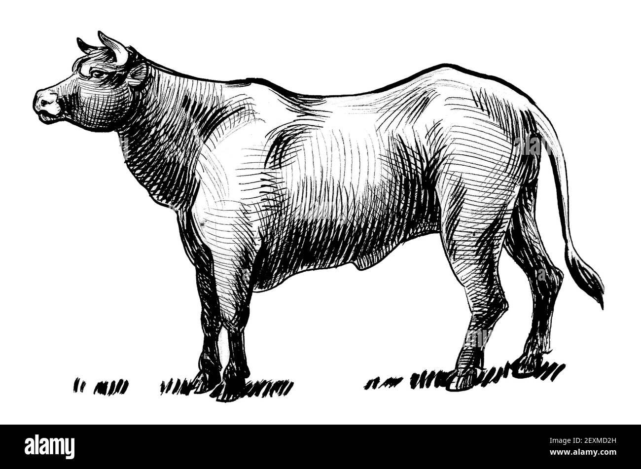 Big strong standing bull. Ink black and white drawing Stock Photo - Alamy