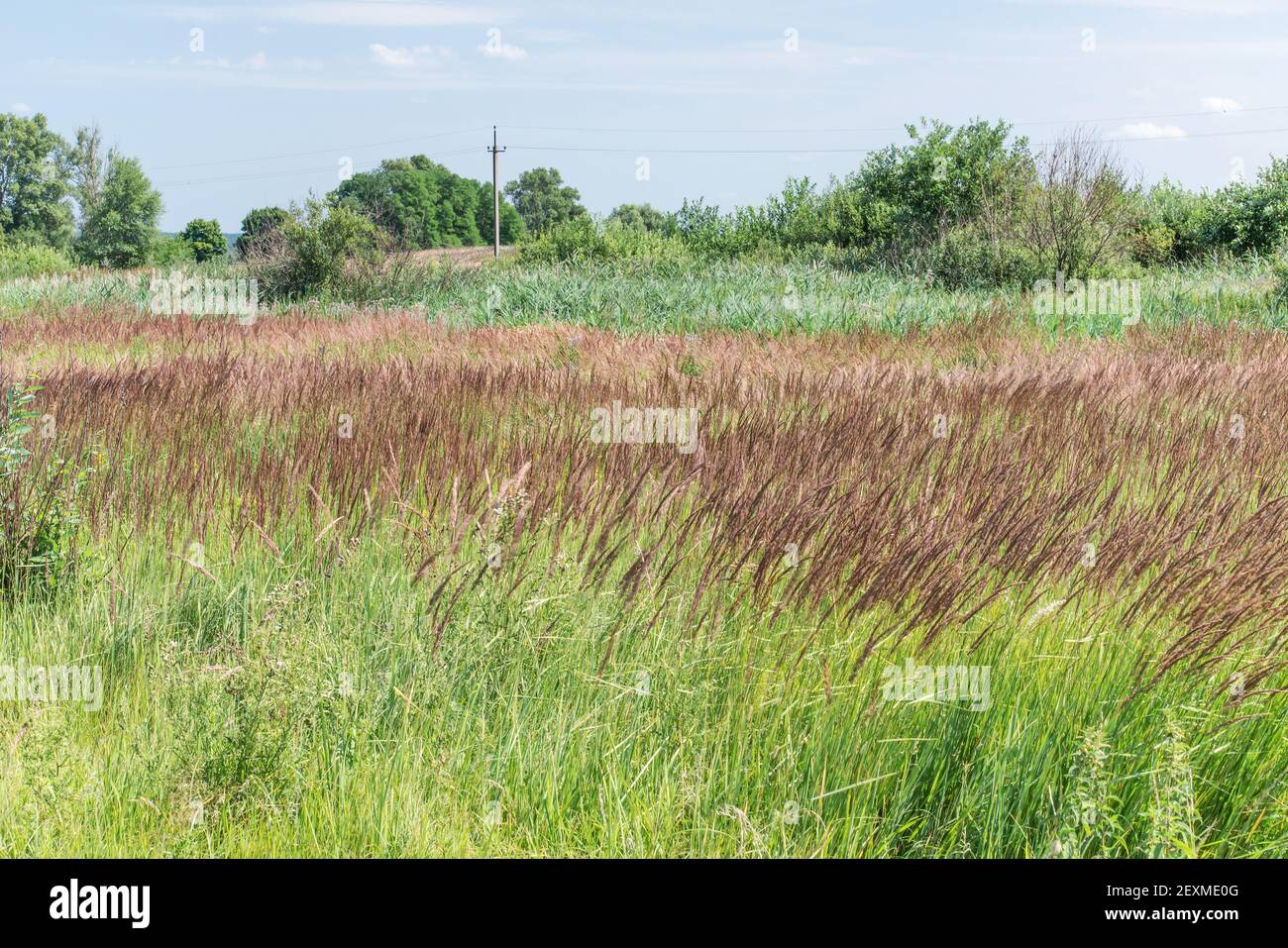 Summer landscape. Beautiful grass in windy weather Stock Photo - Alamy