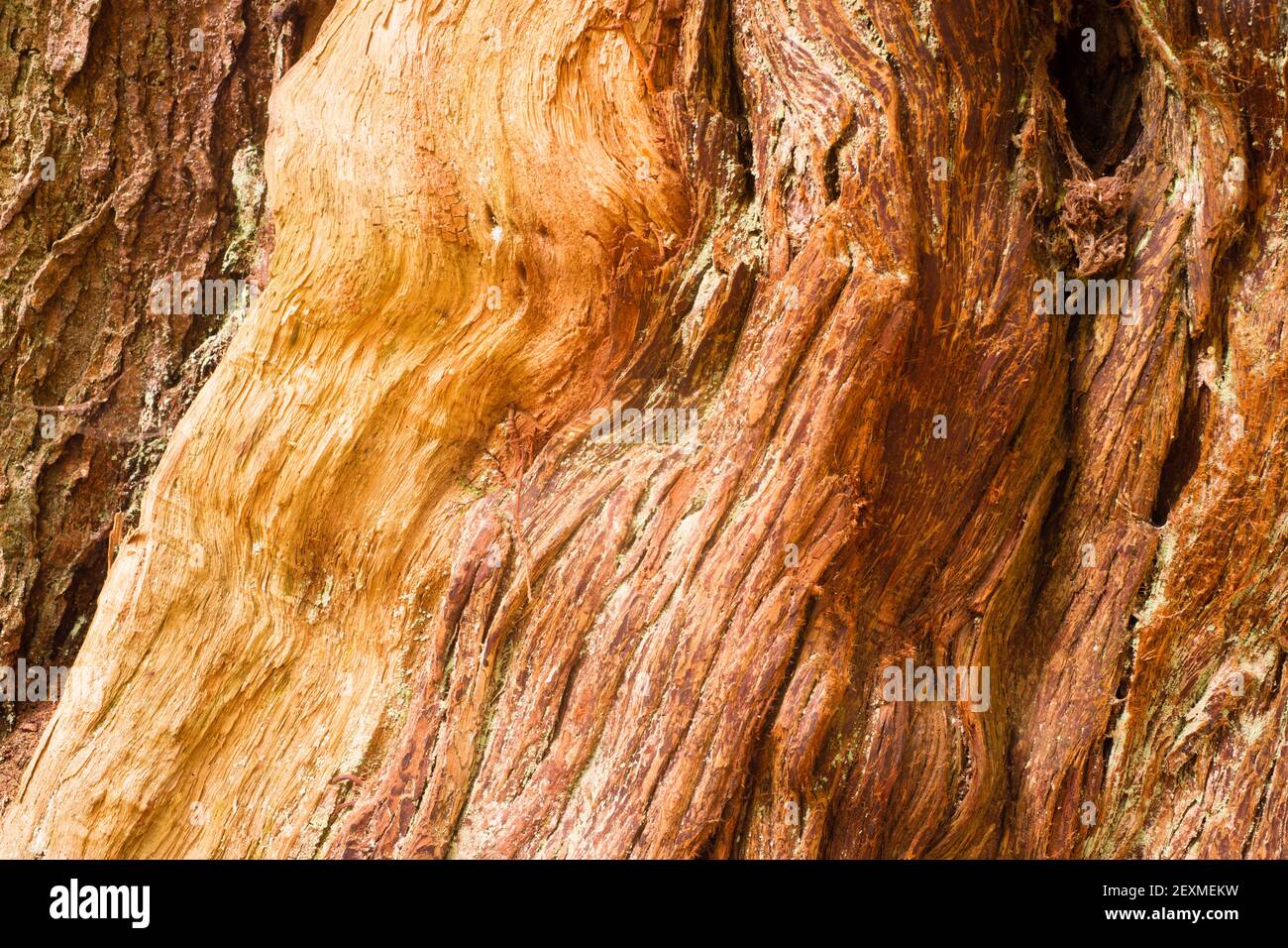 Large Living Cedar Tree Wood Grain Exposed Stock Photo - Alamy