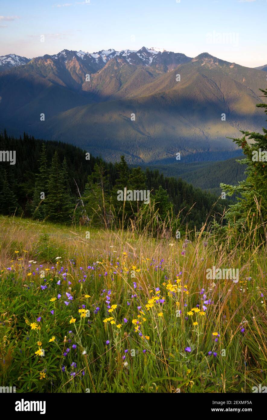 Wildflowers Cover Hillside Olympic Mountains Hurricane Ridge Stock ...