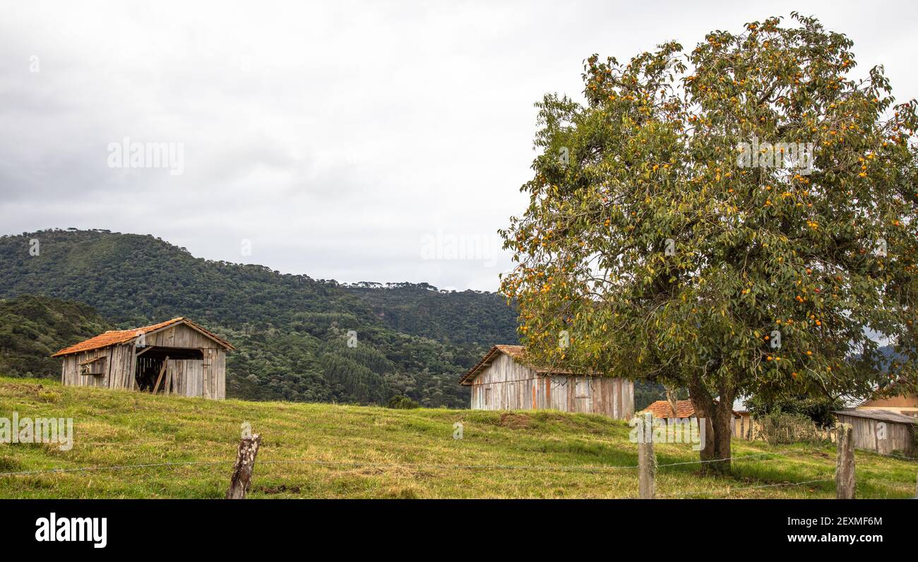 A landscape of persimmon tree with wooden houses on a hill in Southern ...