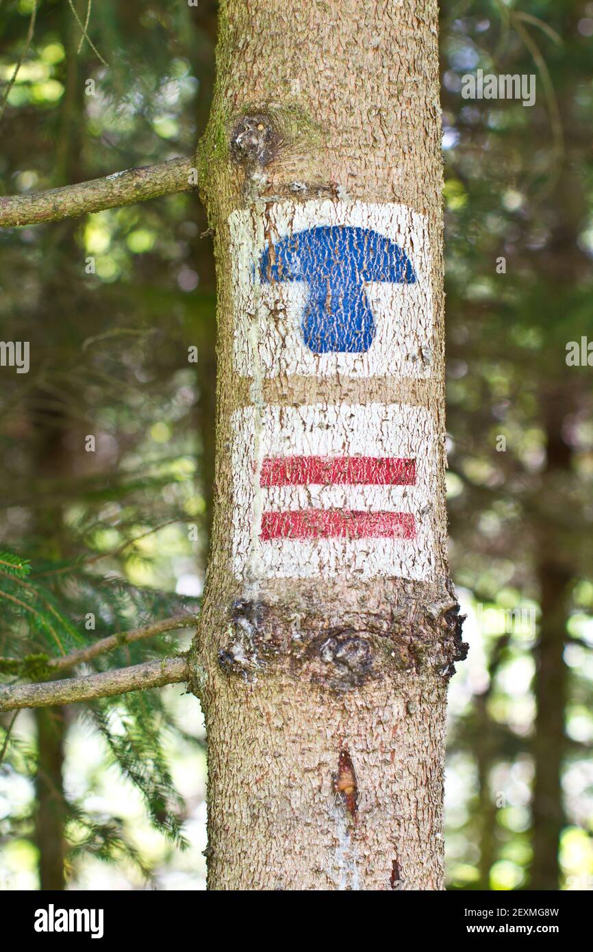 Tree trunk with marker Stock Photo - Alamy
