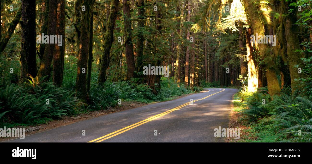 Highway through rainforest hi-res stock photography and images - Alamy