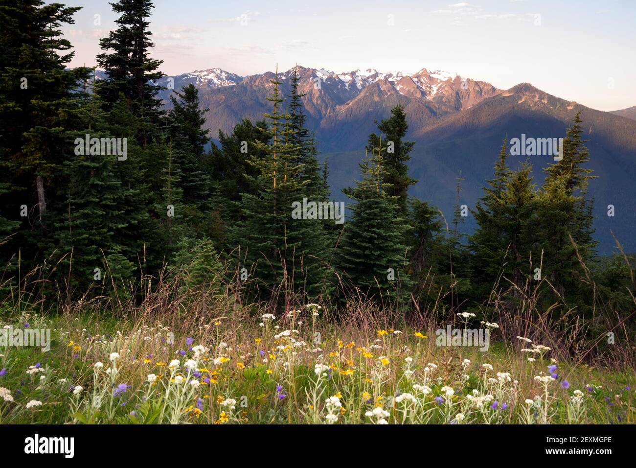 Highland meadow wildflowers hi-res stock photography and images - Alamy