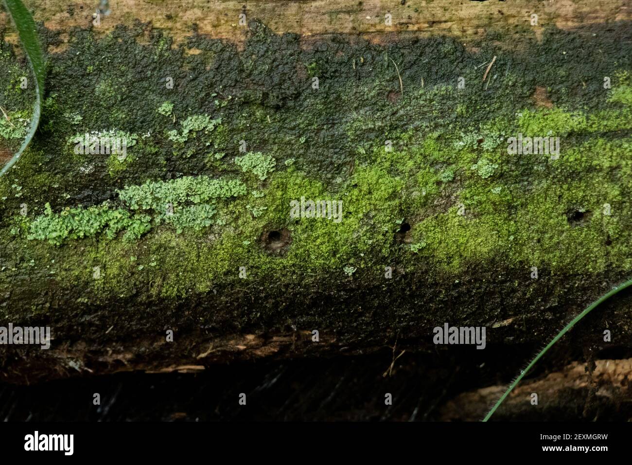 A closeup shot of an old log covered in moss Stock Photo - Alamy