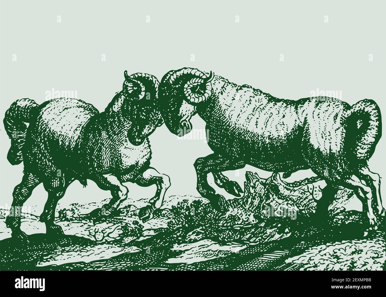 An illustration of a green outline of powerful goats fighting against ...