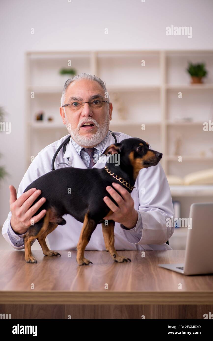 Old vet doctor examining dog in the clinic Stock Photo - Alamy