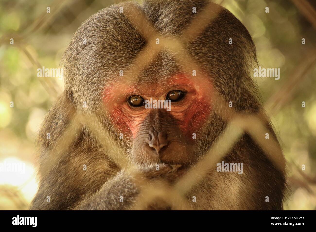 A closeup shot of a Macaques monkey face Stock Photo - Alamy