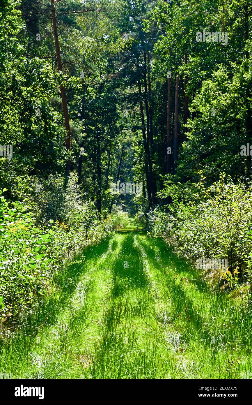 Beautiful grassy road in the forest Stock Photo - Alamy