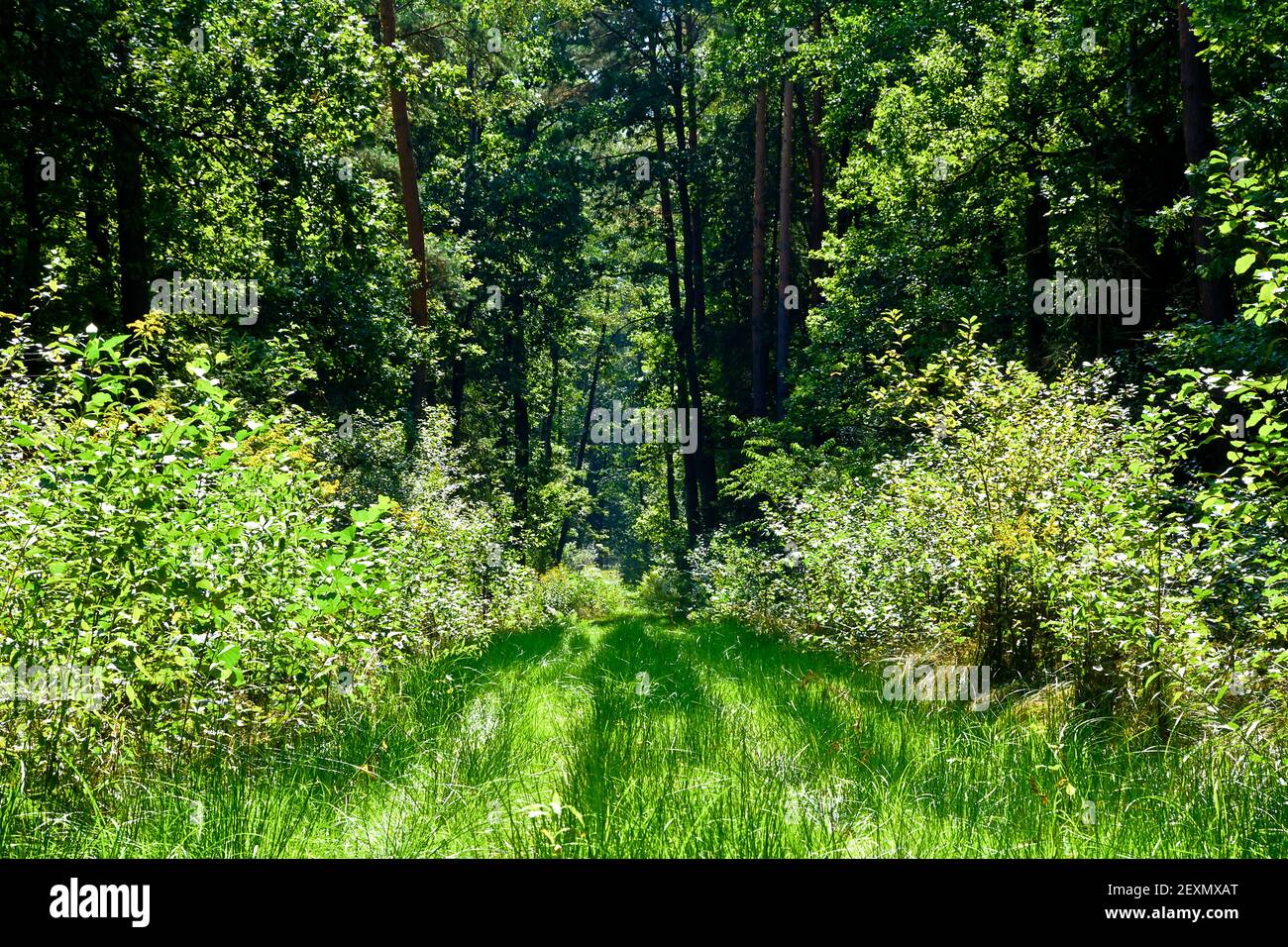 Beautiful grassy road in the forest Stock Photo - Alamy