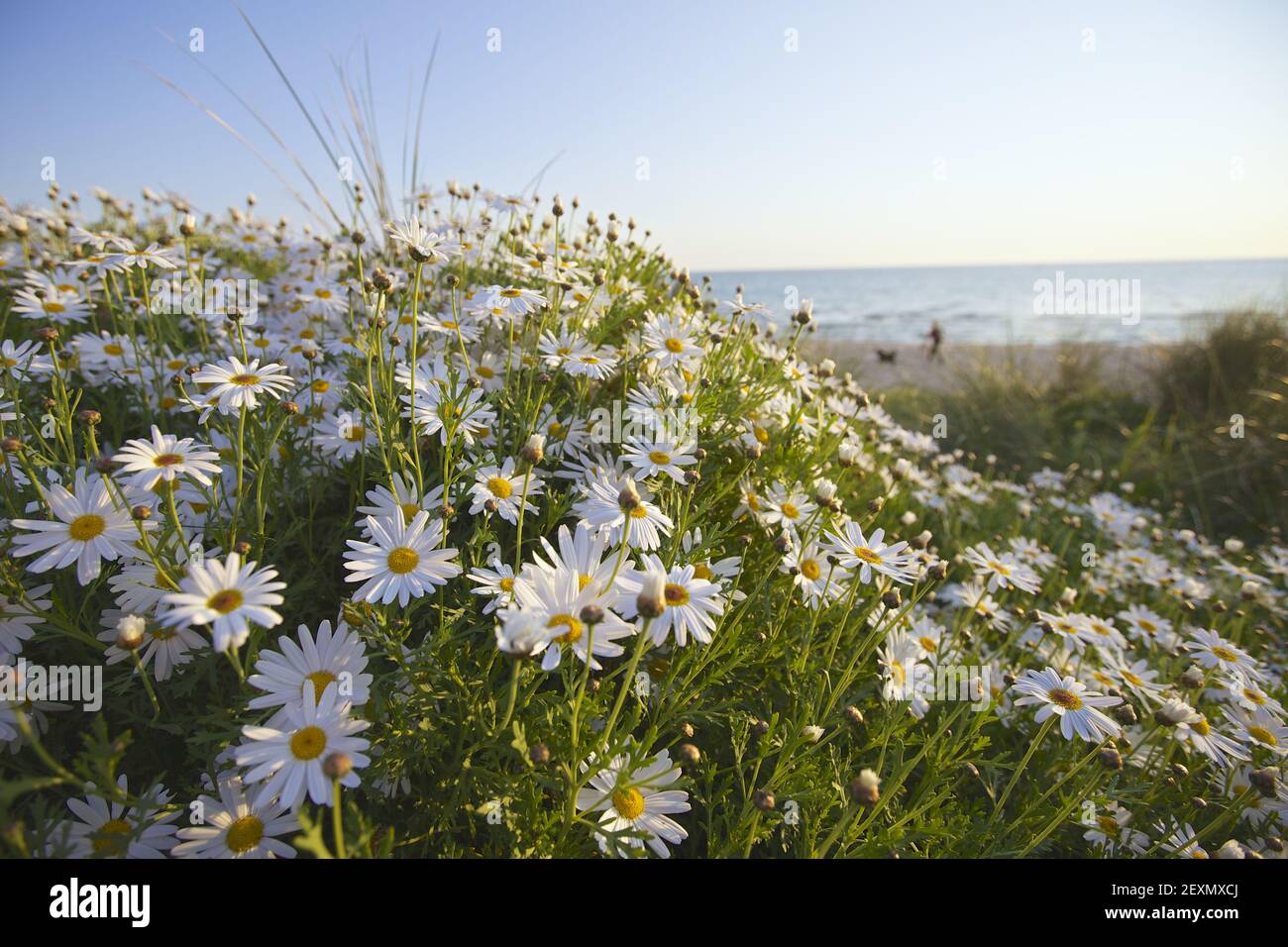 Detail spring wild flowers hi-res stock photography and images - Alamy