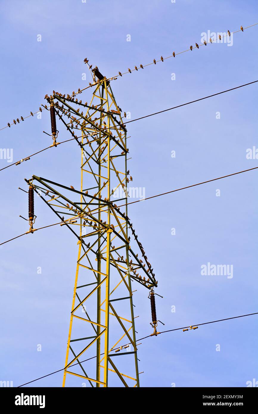 A flock of birds sitting on an electric pole Stock Photo - Alamy