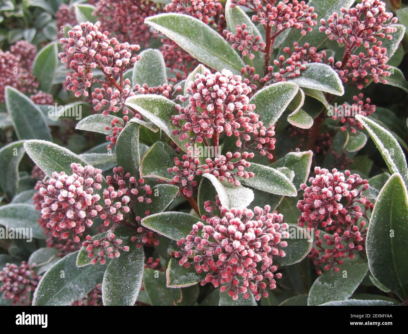 A closeup shot of the fruits and leaves of a Japanese skimmia plant ...