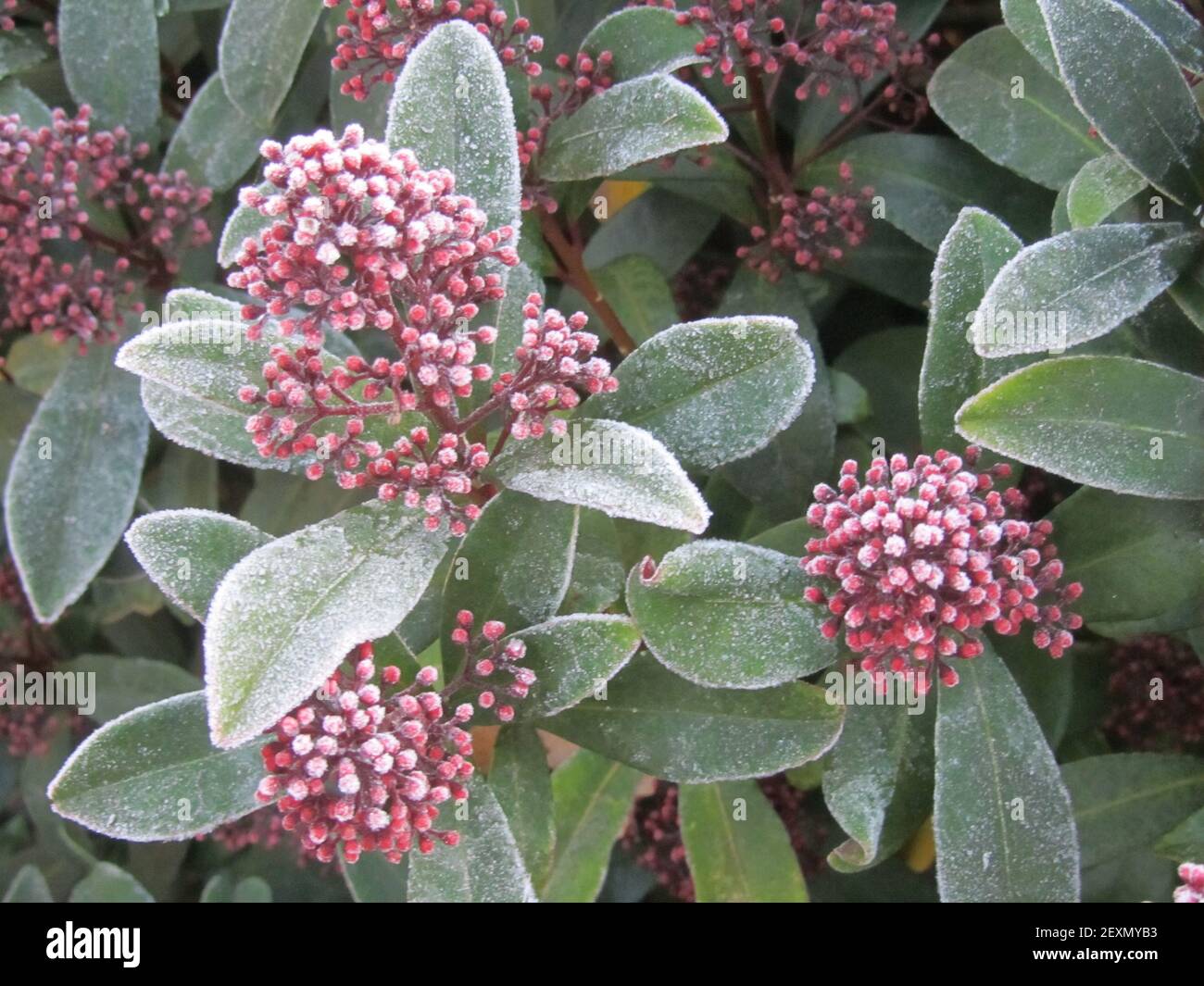 A closeup shot of the fruits and leaves of a Japanese skimmia plant ...