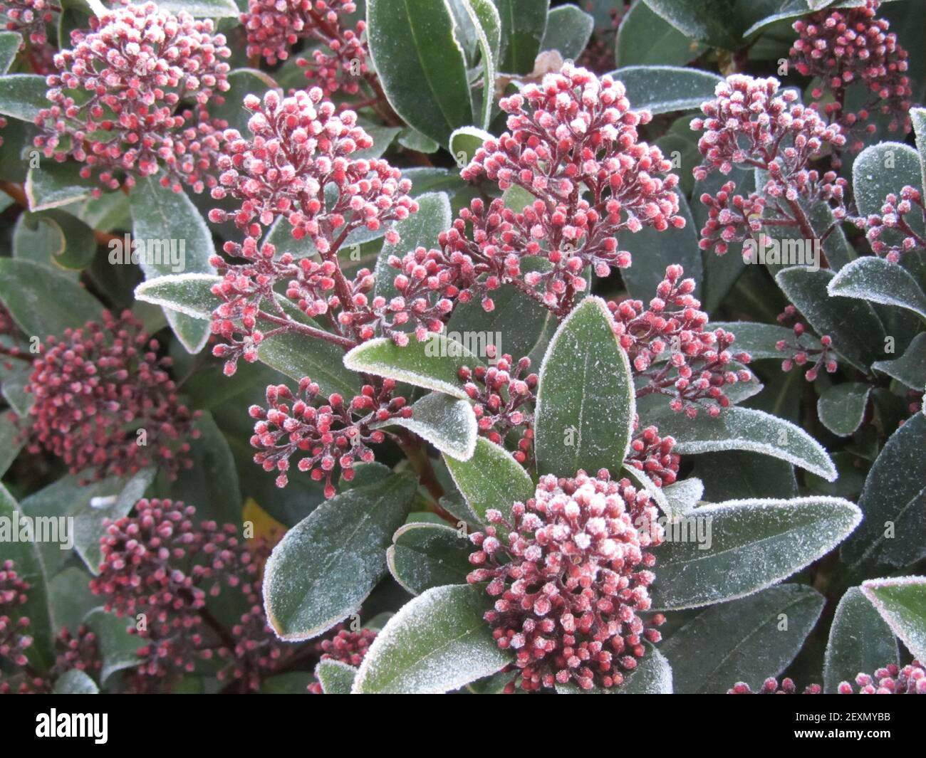 A closeup shot of the fruits and leaves of a Japanese skimmia plant ...