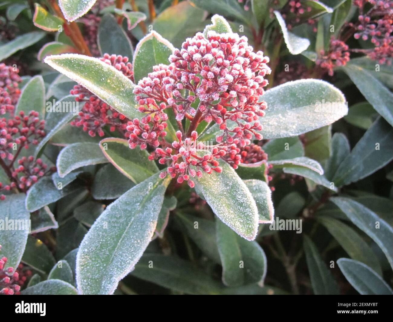 A closeup shot of the fruits and leaves of a Japanese skimmia plant ...