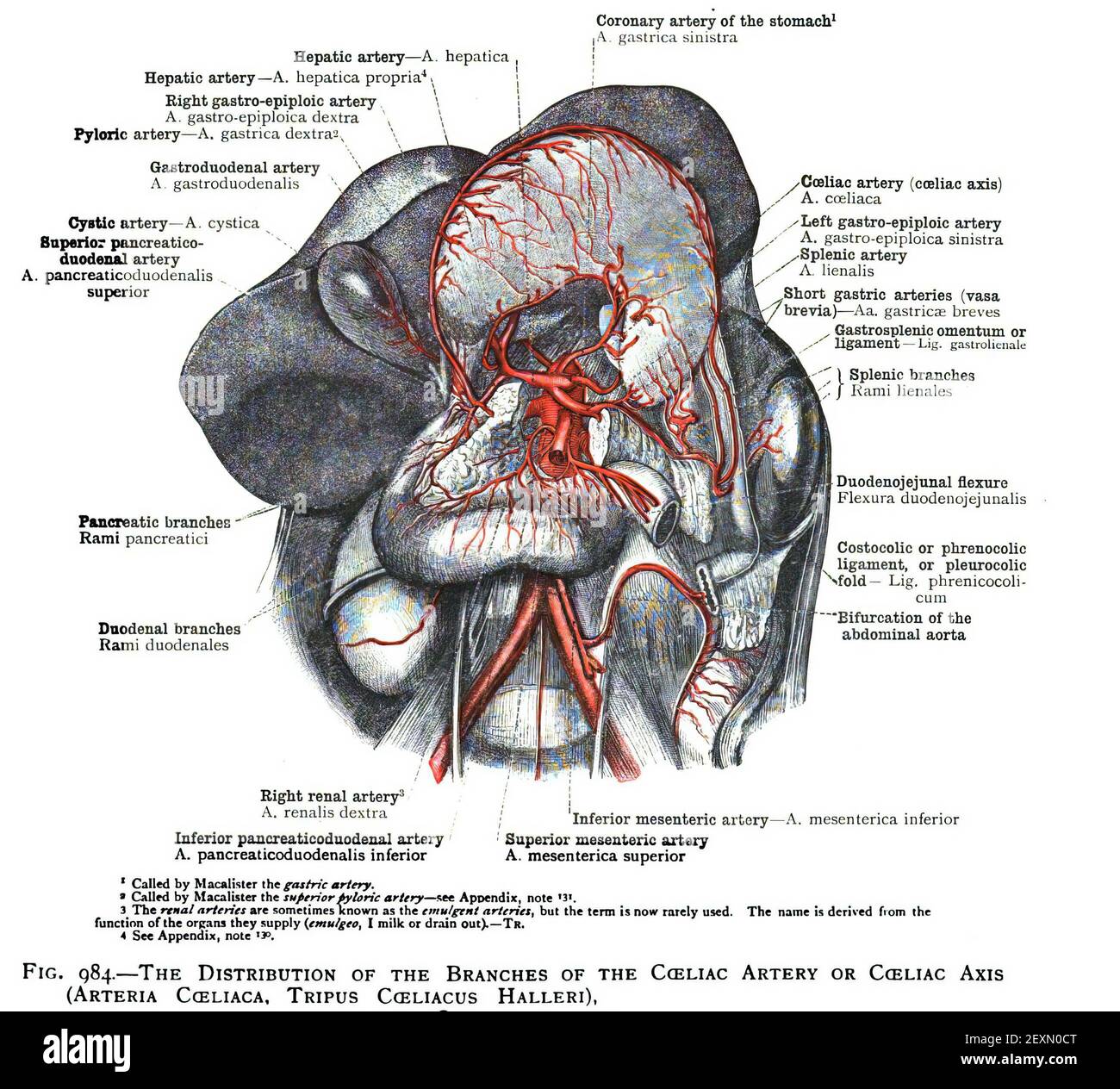 A vertical shot of an illustrated 19th century poster of human organs ...