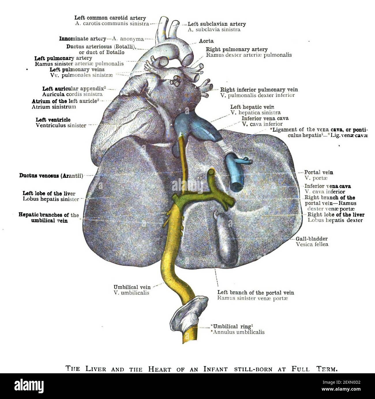 A vertical shot of an illustrated 19th century poster of human organs ...