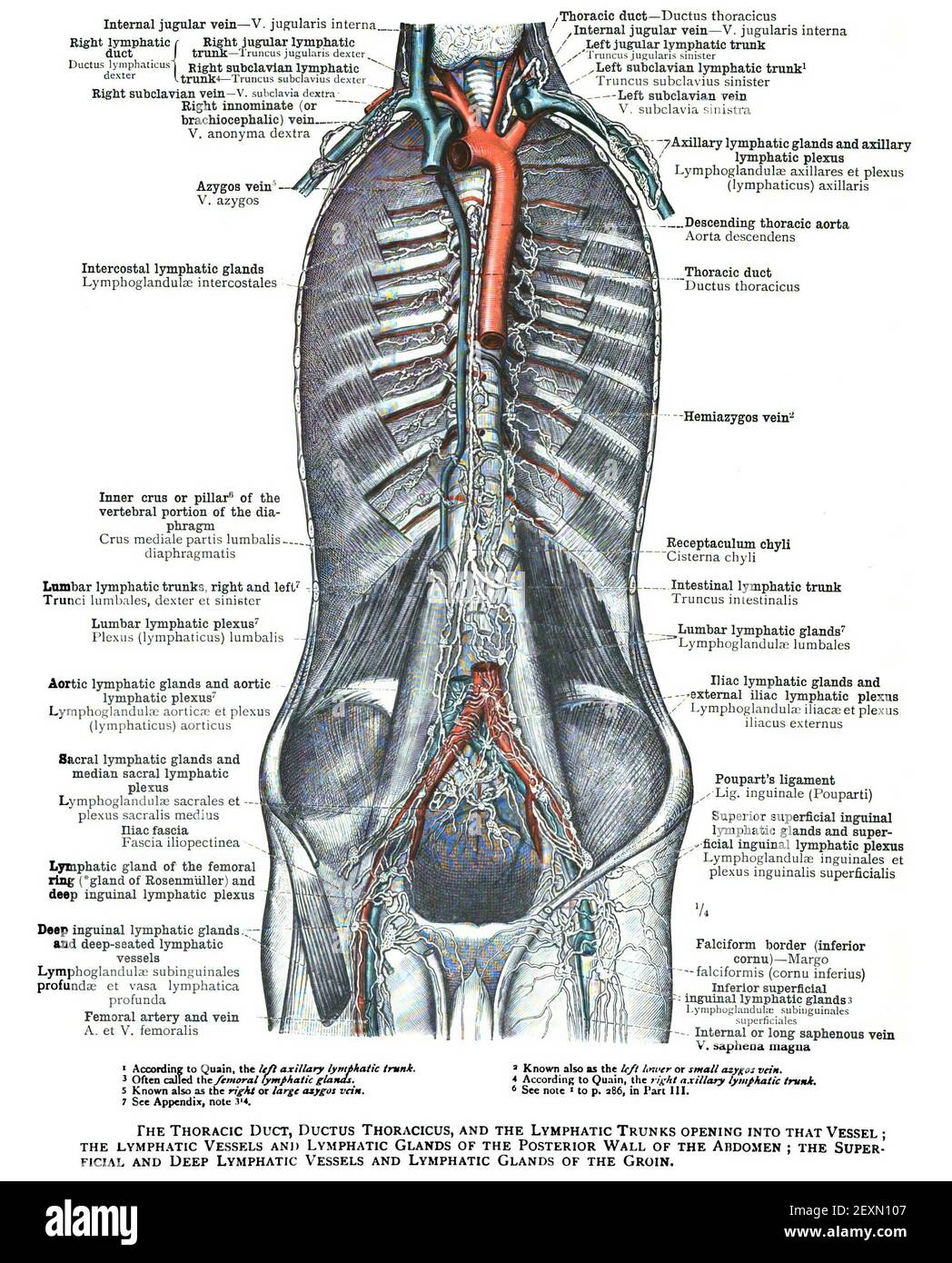 A vertical shot of an old 19th century anatomy diagram of a human Stock ...