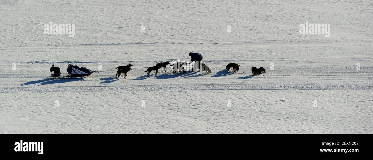 An Iditarod musher stops to adjust his team as he drives down the Yukon ...