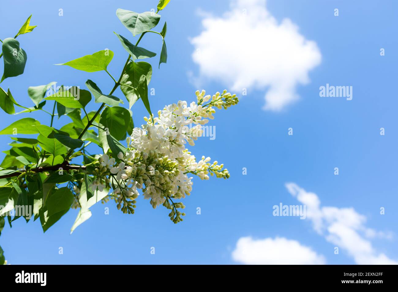 Lilac clouds hi-res stock photography and images - Alamy