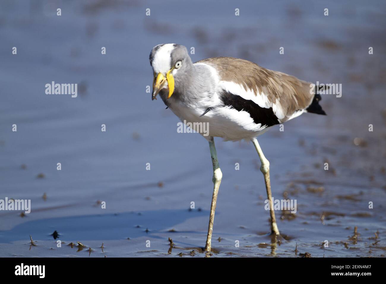 White Crowned Plover High Resolution Stock Photography and Images - Alamy