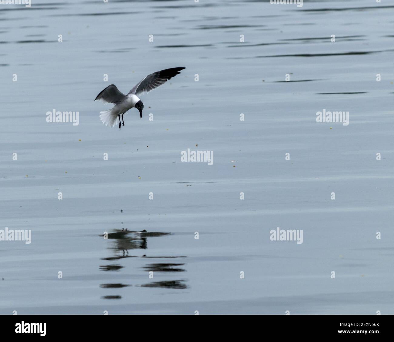 Laughing gull over water hi-res stock photography and images - Alamy