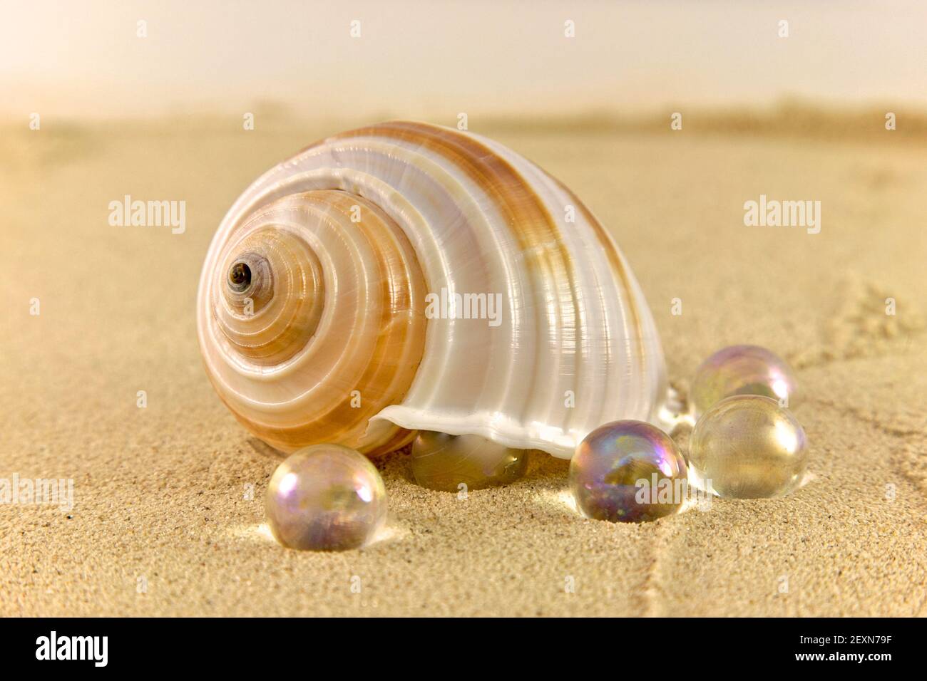 Shell on Beach Sand Stock Photo - Alamy