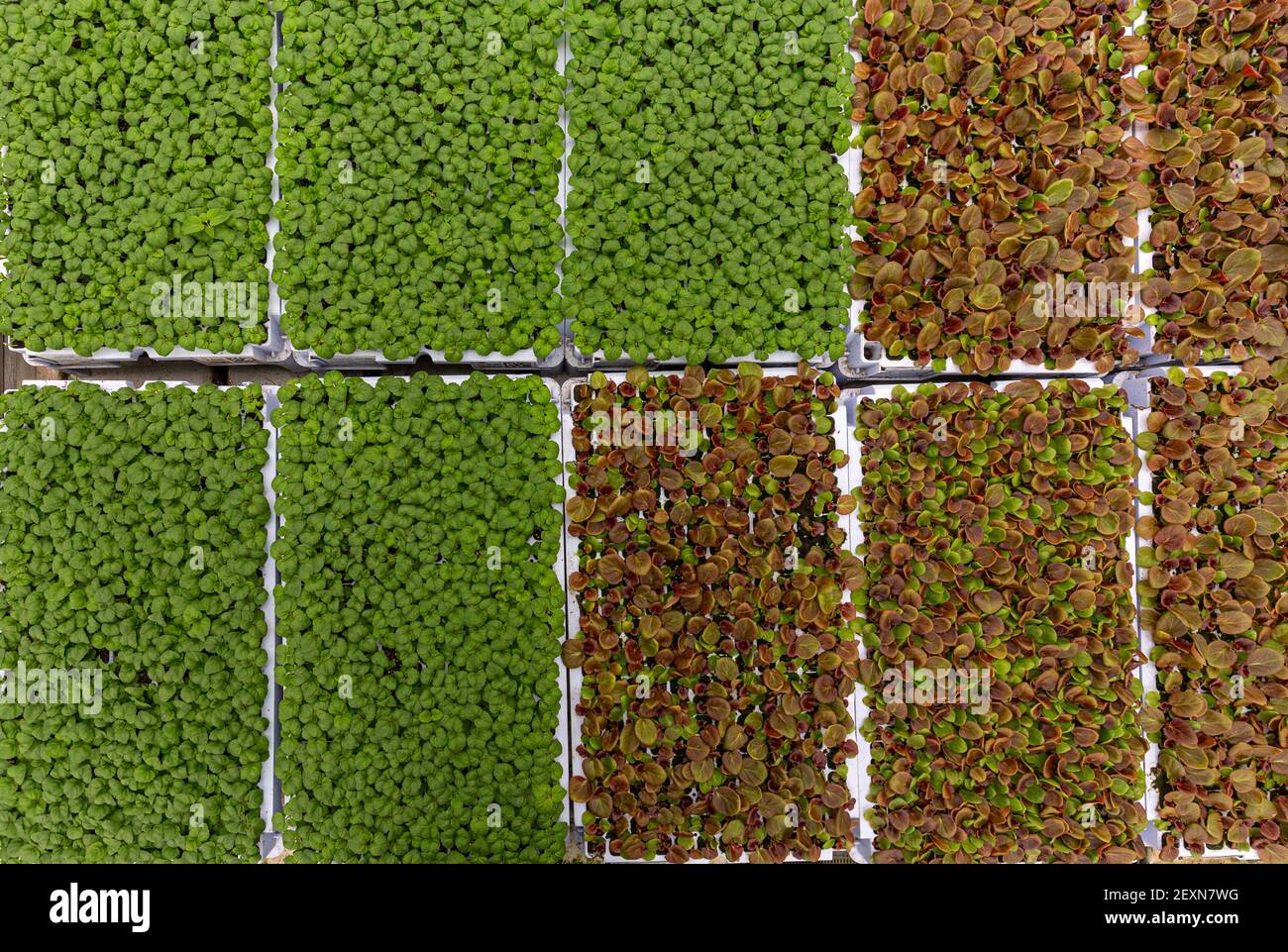 Greenhouse seedling. Flat lay of flower seedling growing in plant ...