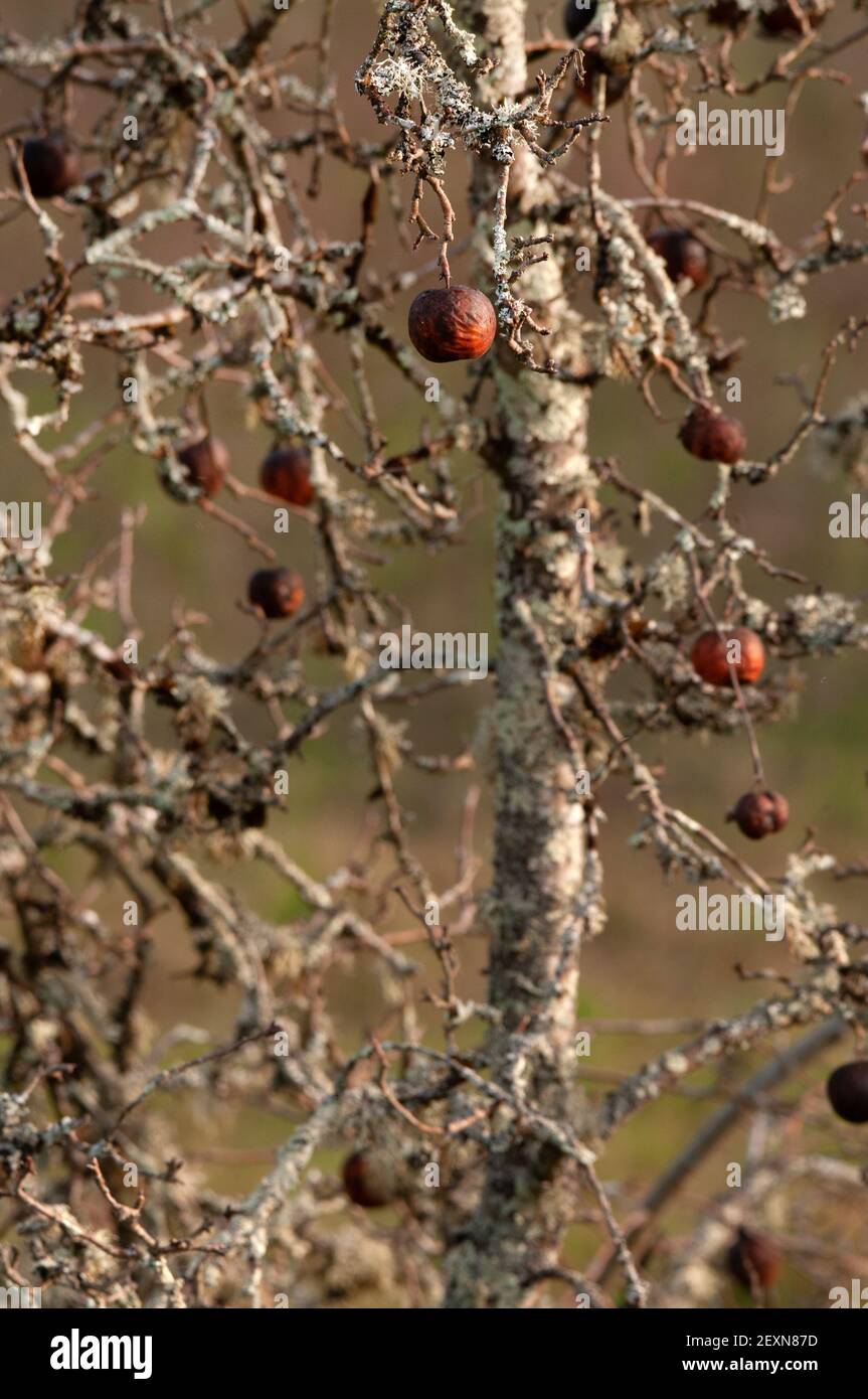 Decaying apple tree hi-res stock photography and images - Alamy
