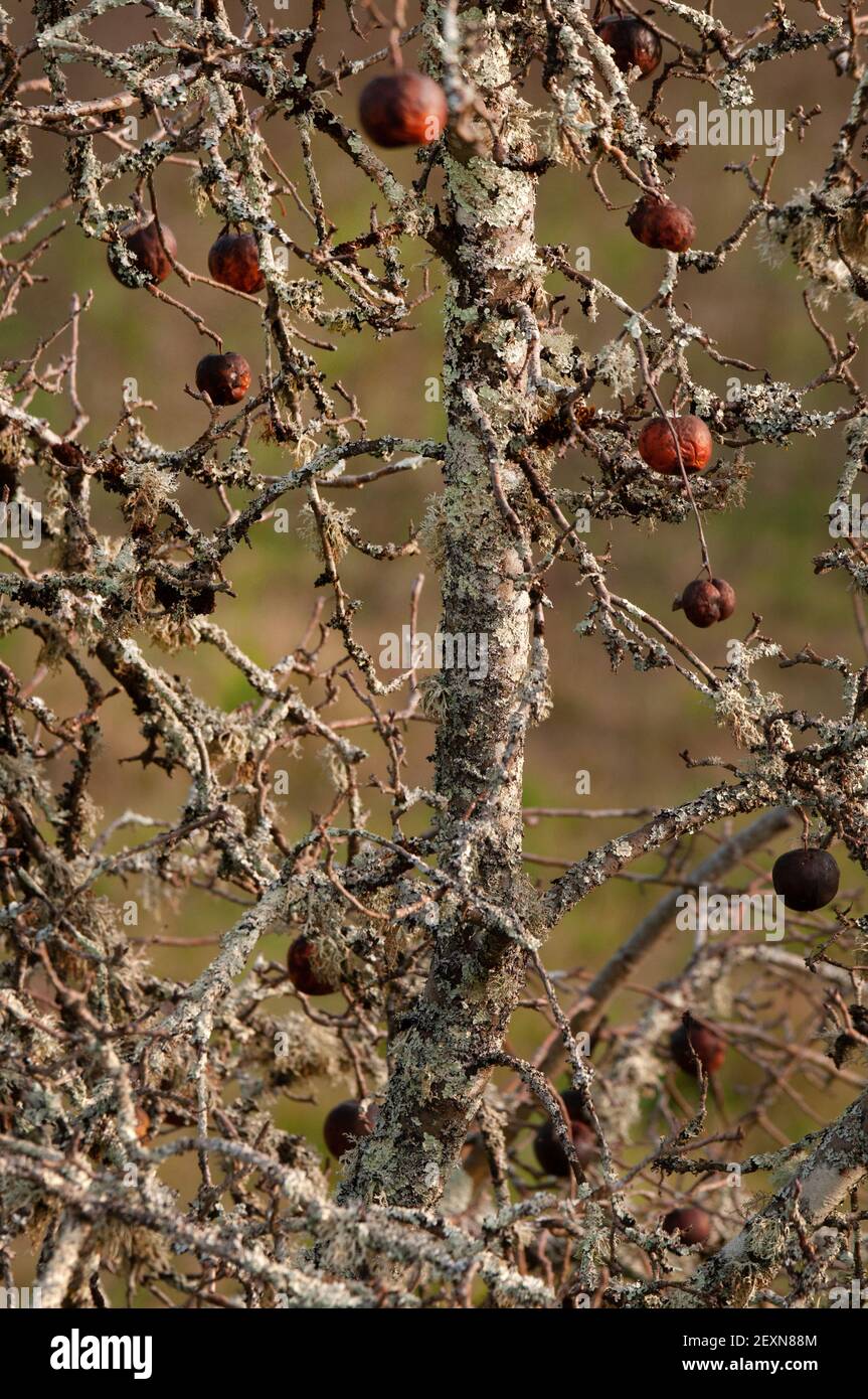 Decaying Apple Tree High Resolution Stock Photography and Images - Alamy