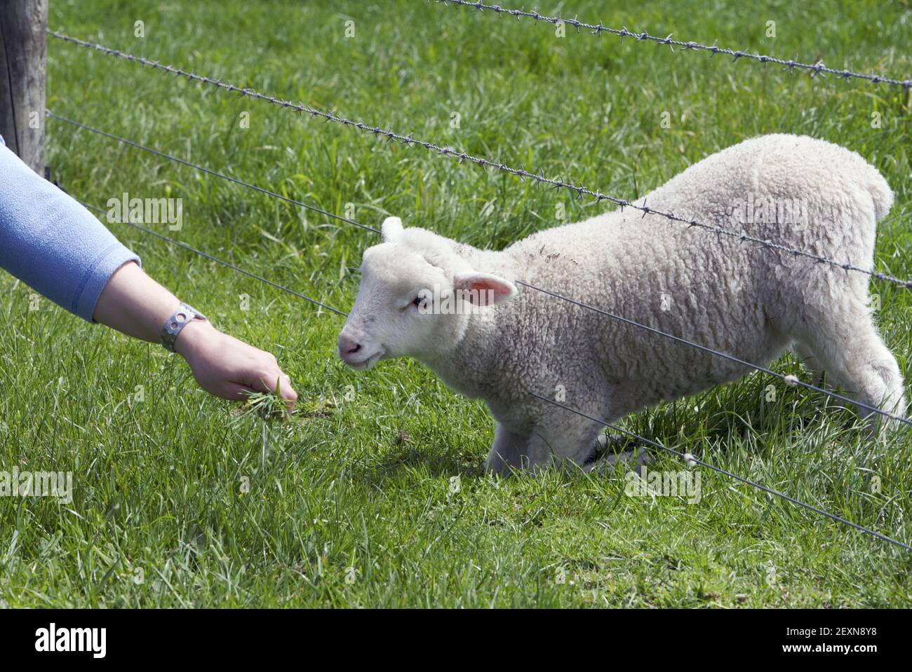 Sheep nuzzle lamb hi-res stock photography and images - Alamy