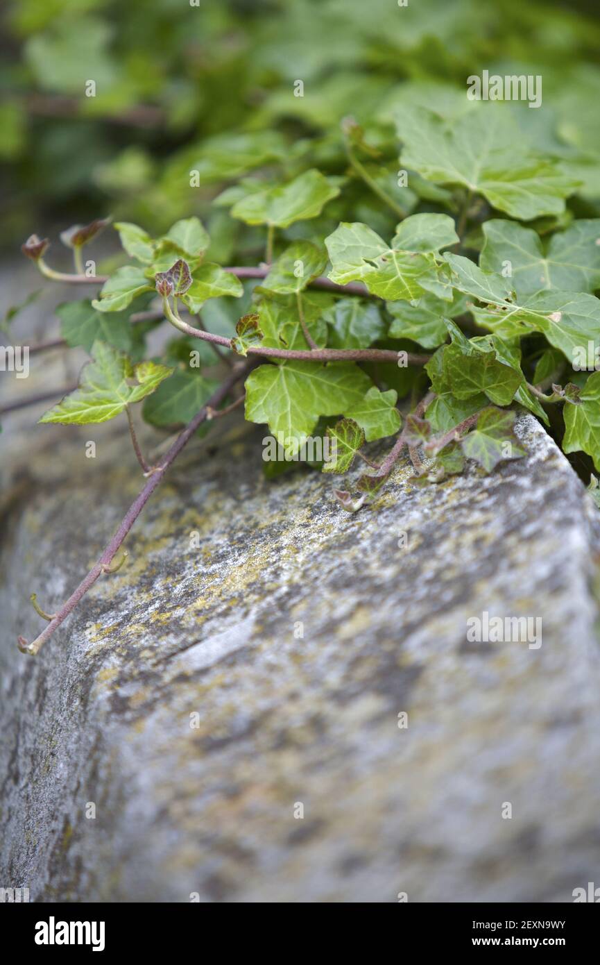 Silver grey leaf foliage hi-res stock photography and images - Alamy