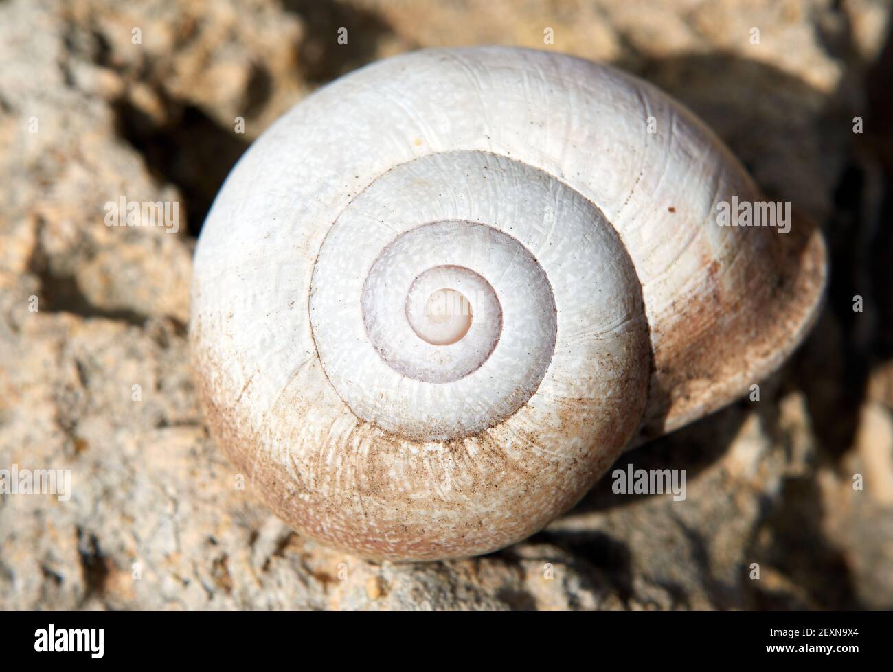 Surface of a shell hi-res stock photography and images - Alamy