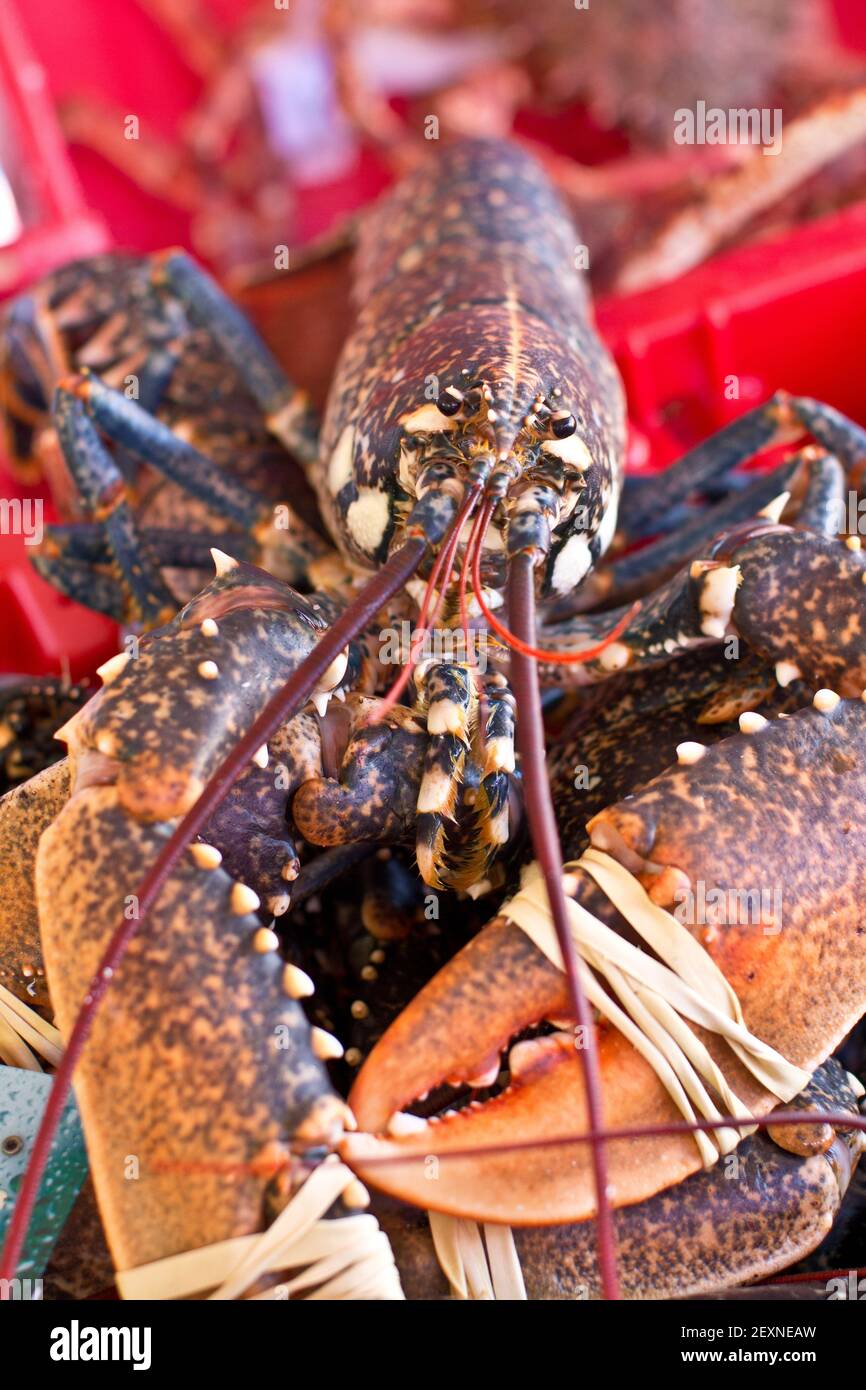 Live lobster hi-res stock photography and images - Alamy