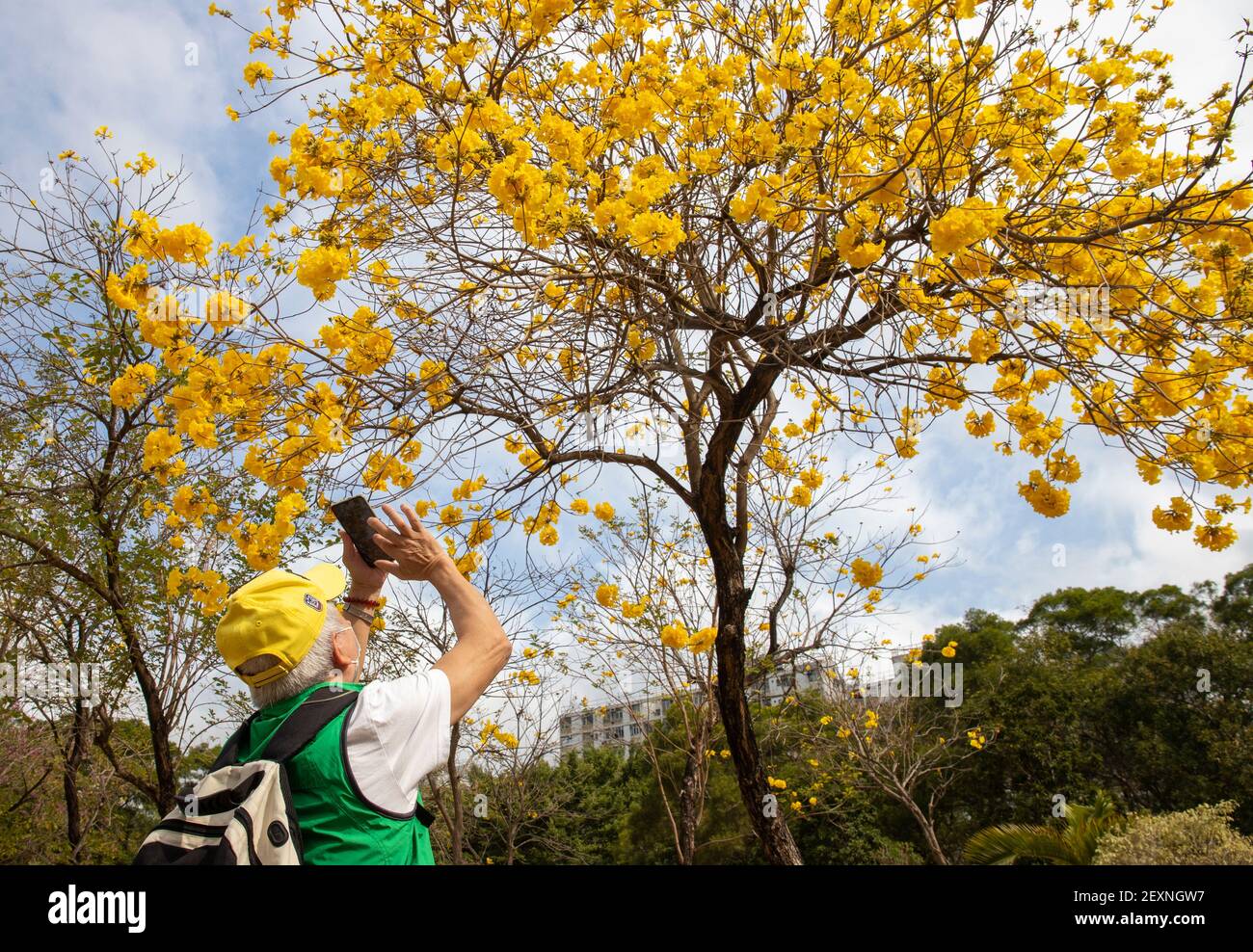 Golden Trumper Tree High Resolution Stock Photography and Images - Alamy