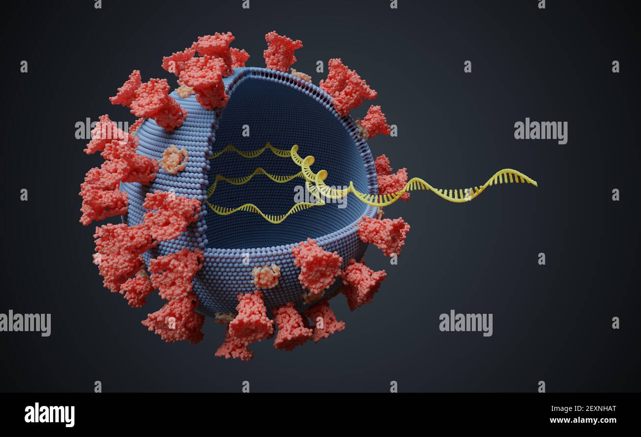 Virus with RNA molecule inside. Viral genetics concept. 3D rendered ...