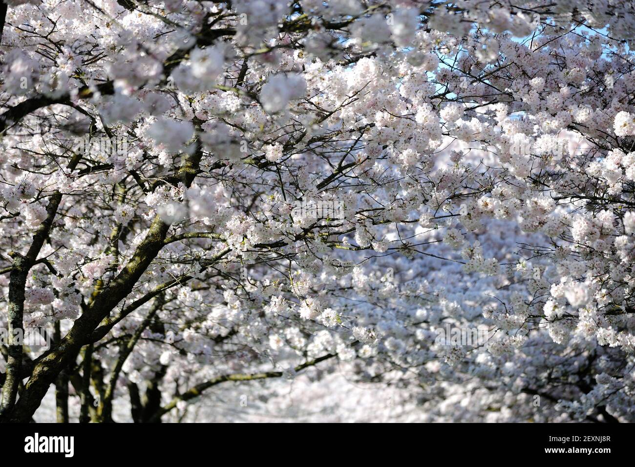 Spring has arrived in Portland, Oregon with cherry blossoms in full ...