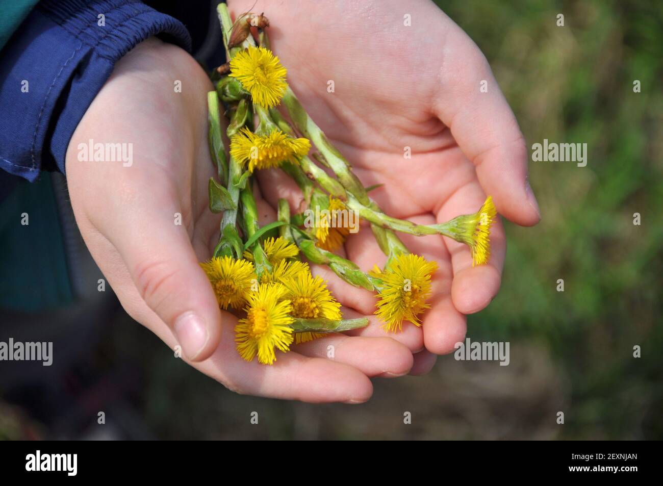The first spring flowers in children's hands Stock Photo - Alamy