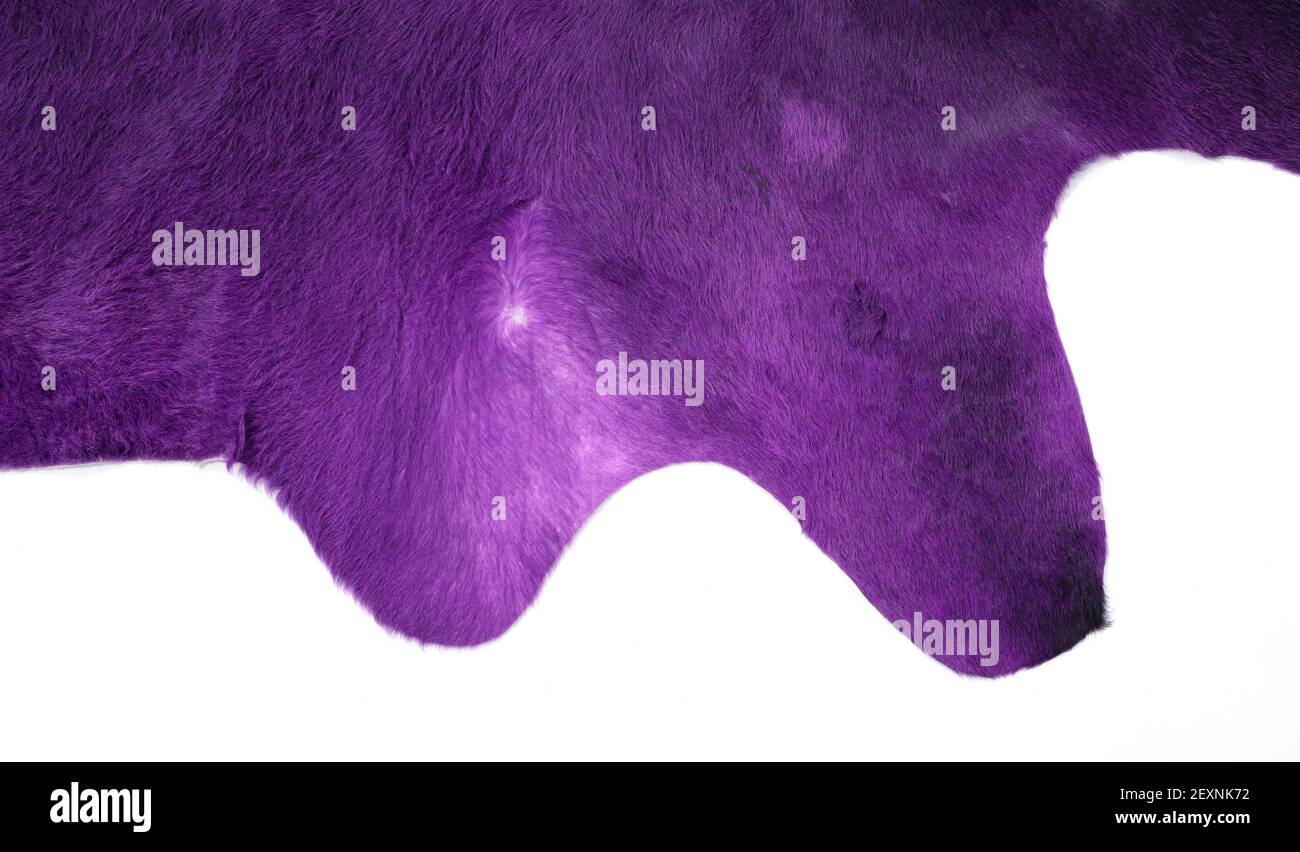 Isolated picture of a part of a dyed cow skin on a white background ...