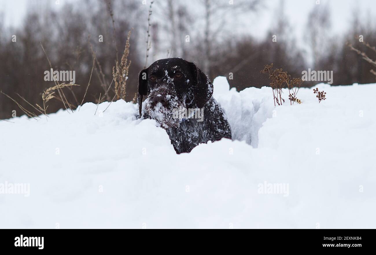 Hunting dog, German wire-haired in winter in a snow-covered field Stock ...