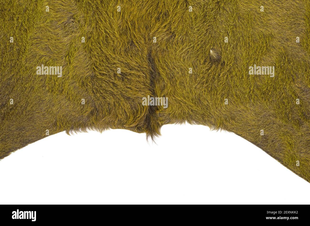 Isolated picture of a part of a dyed cow skin on a white background ...