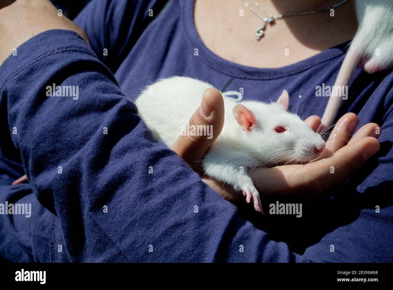 Athens,Greece March 23rd- A demonstrator is holding a pet rat on her ...