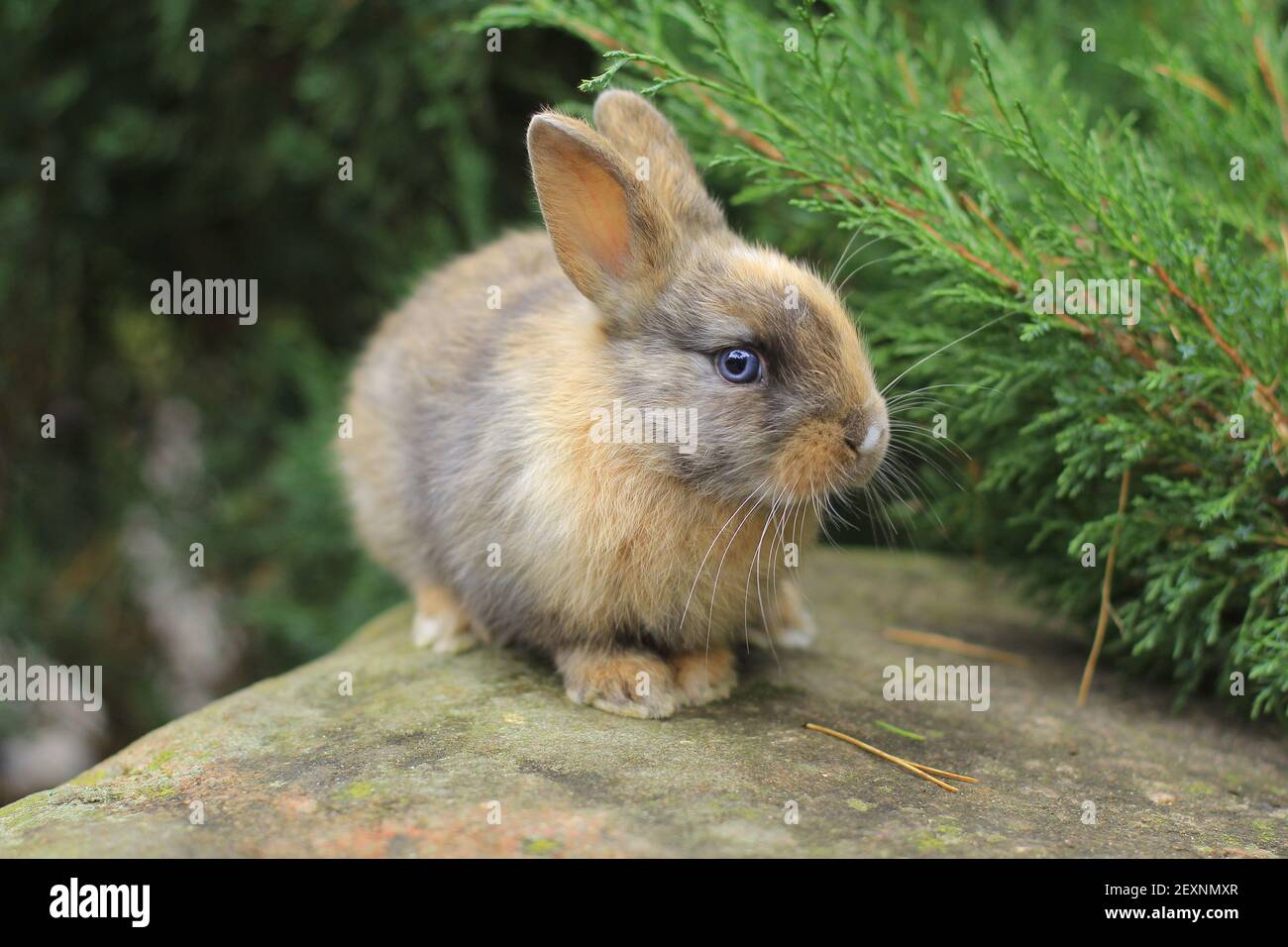 tricolor rabbit with blue eyes sitting on a rock Stock Photo - Alamy