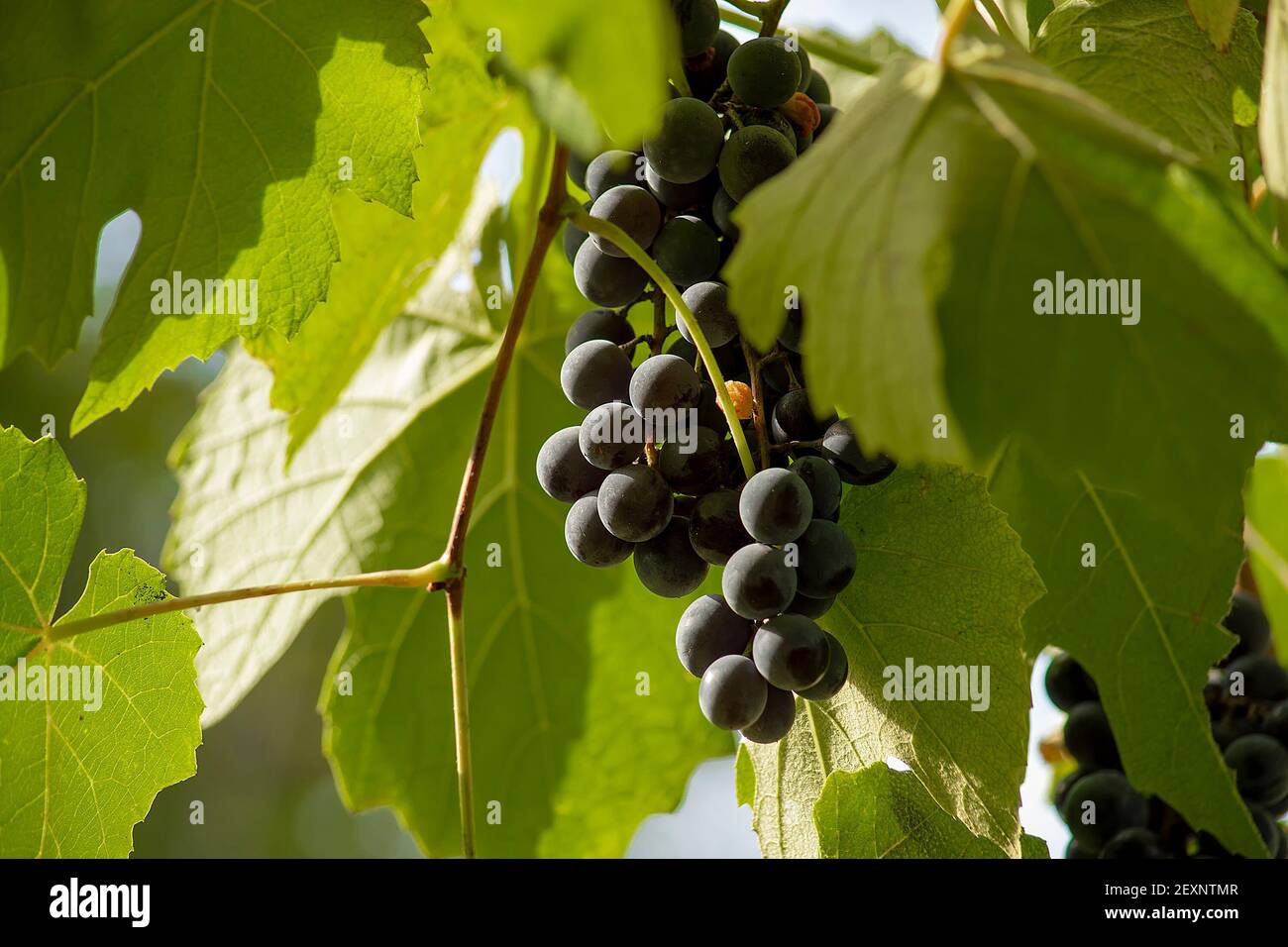 Wine variety hi-res stock photography and images - Alamy