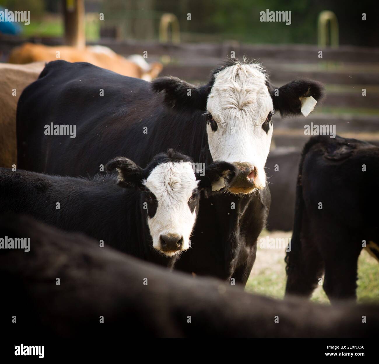 Cattle feed lot hi-res stock photography and images - Alamy