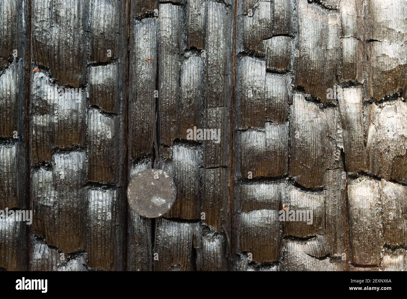 Burned Wood Fencepost Rusty Nail Charred Lumber Stock Photo - Alamy