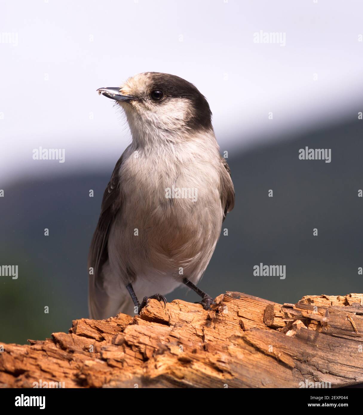 Grey Jay Whiskey Jack Bird Watching Animal Wildlife Stock Photo - Alamy